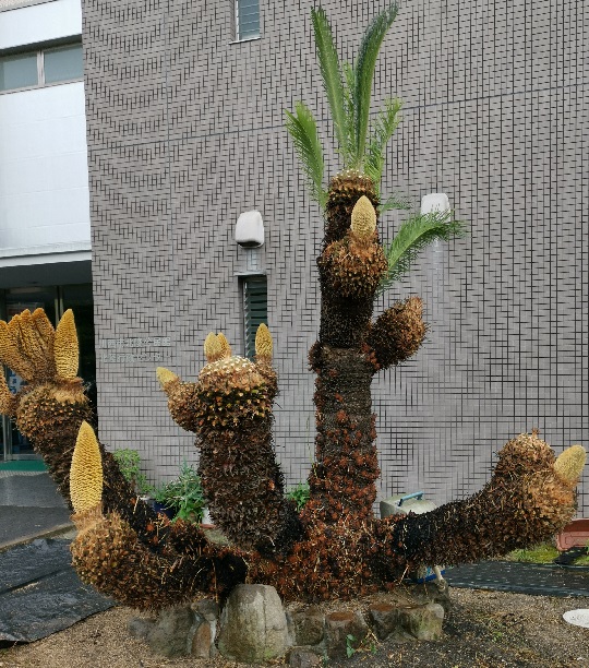 ソテツ | 萌萌虫雑記帳 ソテツ | 萌萌虫雑記帳