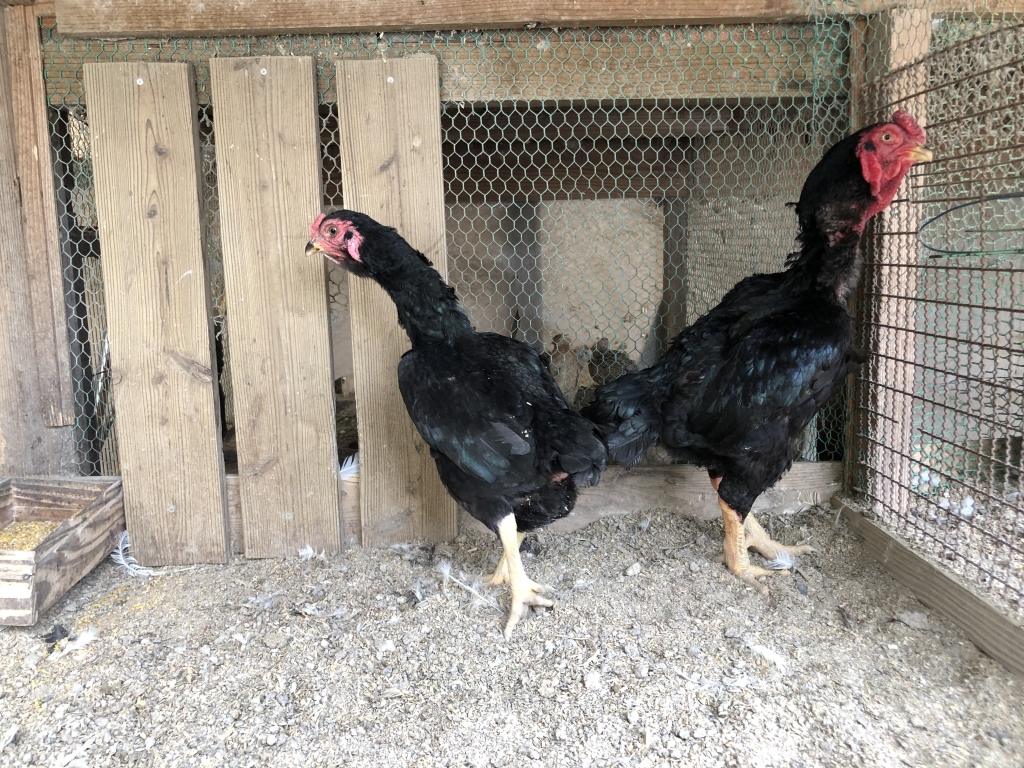 黒大和 | My First JUGEM