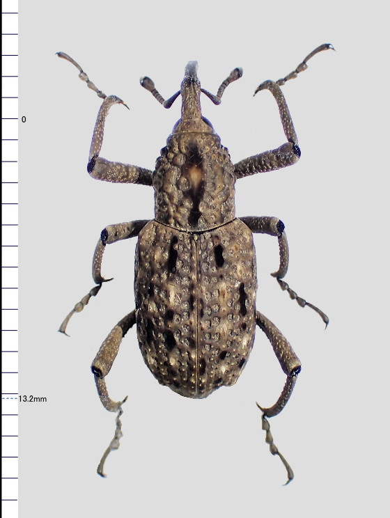 オオゾウムシ | 虫つれづれ＠対馬v2