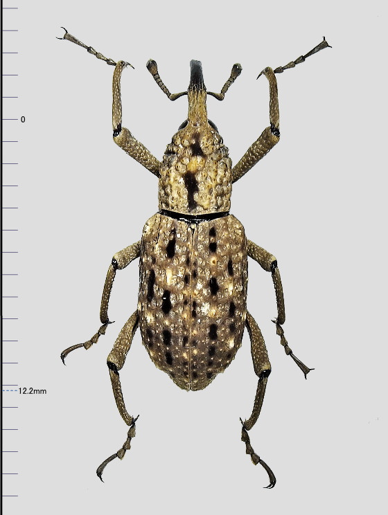 オオゾウムシ | 虫つれづれ＠対馬v2