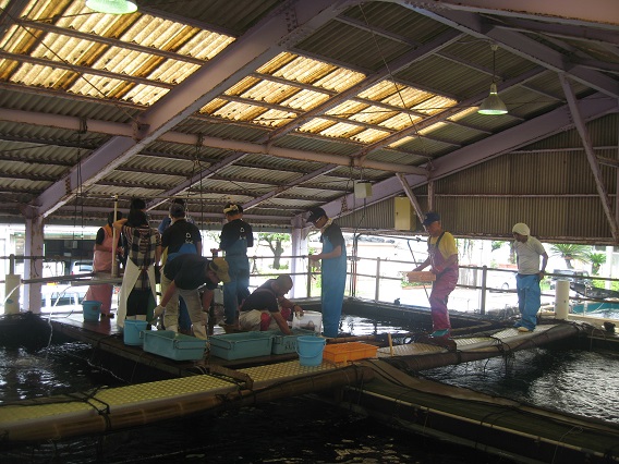 カワハギ | My First JUGEM!