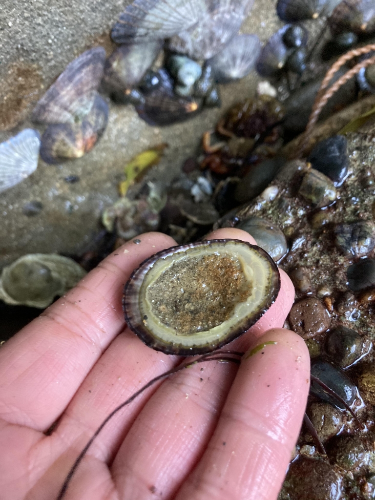 Restaurant ushimaru 打矢シェフの食材日誌