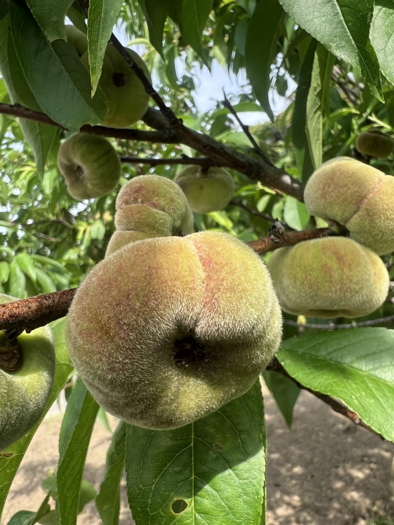 Restaurant ushimaru 打矢シェフの食材日誌