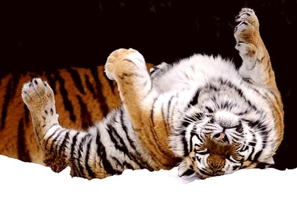 SUN SURF SPECIAL EDITION~FURIOUS TIGER~ | JUNKY CLASSICS SUN SURF SPECIAL EDITION~FURIOUS TIGER~ | JUNKY CLASSICS