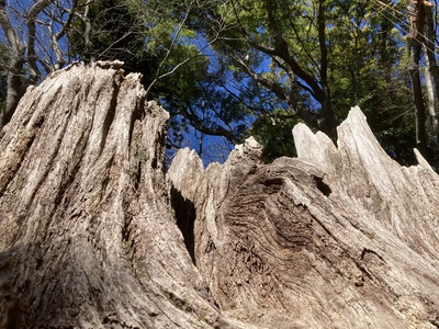 木登りでドレミファ空に近づくよ！