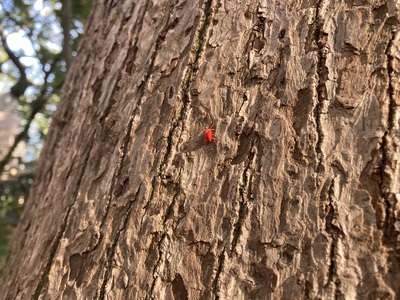 木登りでドレミファ空に近づくよ！