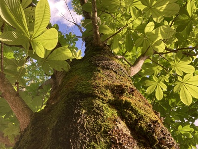 木登りでドレミファ空に近づくよ！