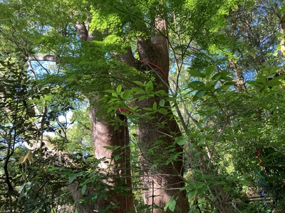 木登りでドレミファ空に近づくよ！