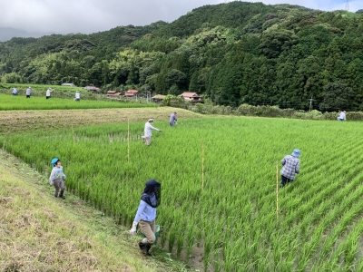ジャンボタニシの食害対策 | 田縁日記