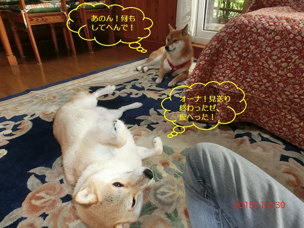 10月29日の、お泊まりのお客様は神奈川県から来られました。 | ペット大歓迎のペンションわごんぼーい家便り