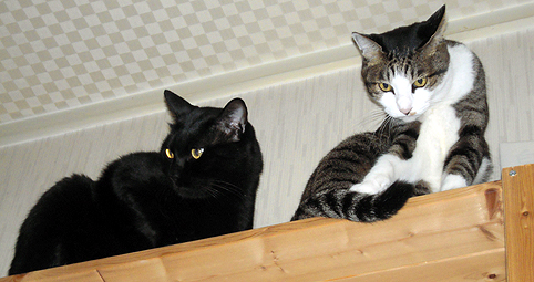 猫々朝日記…冬の扉の内と外 | METATRONIC METALOGUE