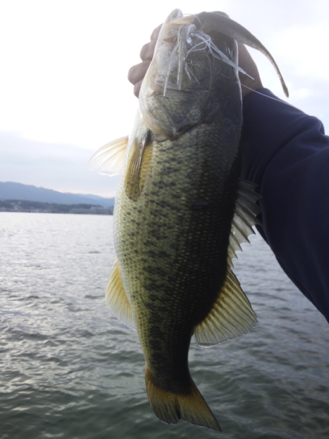 ライブリーシャッド、イイね!! | MORITA BASS FISHING ＆ DIARY