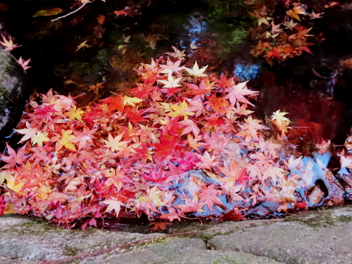 師走：泉の森公園 | New 一粒の実