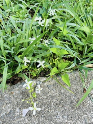 下関セラピストおりひめかおるのブログ