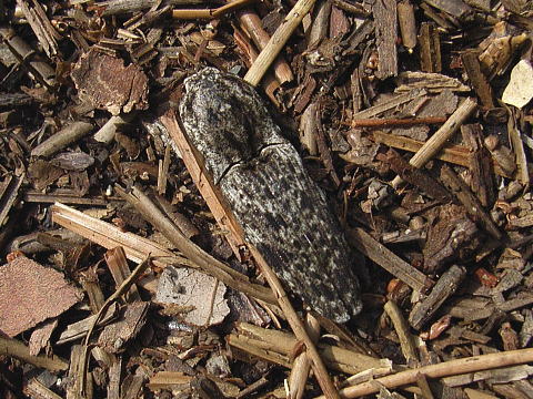 ミスジチョウ＠深山-舟志線 | 虫つれづれ＠対馬v2