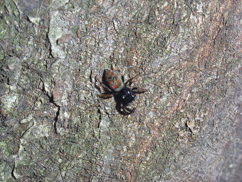 蜘蛛 | 虫つれづれ＠対馬