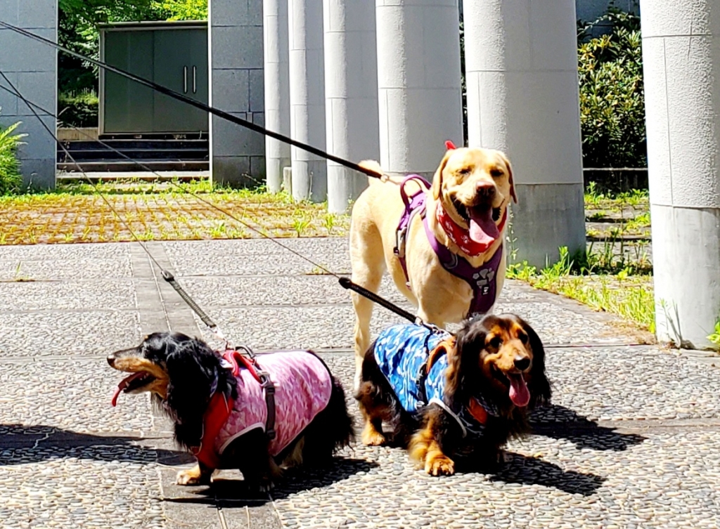 八ヶ岳 犬と散歩【尖石縄文考古館】あたり | 季節を愛でる