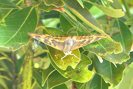 6月! Im湿原の初夏全開へ | となりのトロトロ～蝶と野鳥と花観察日記～