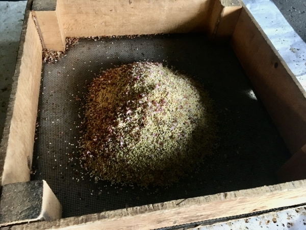 受粉用花粉 | 田中林檎園 青森りんごが出来るまでの365日