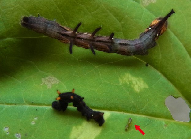 モモイロツマキリコヤガ（2）：幼虫の成長記録 | センスオブワンダふるイモムシケムシ