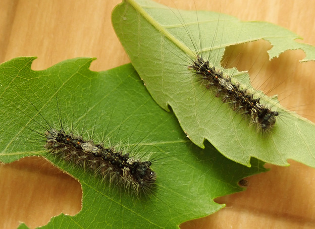 ミノオマイマイ：幼虫の成長記録 | センスオブワンダふるイモムシケムシ