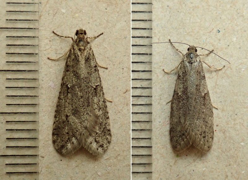 ハイイロフユハマキ：春一番の羽化 | センスオブワンダふるイモムシケムシ