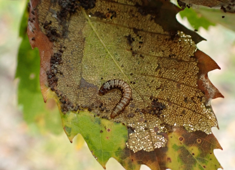 ナシモンクロマダラメイガ（1）：コナラに潜む幼虫 | センスオブワンダふるイモムシケムシ