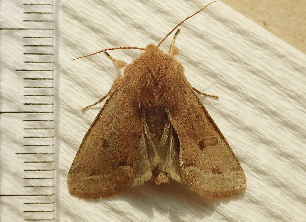 ホソバキリガ or ミヤマカバキリガの成虫画像 | センスオブワンダふるイモムシケムシ