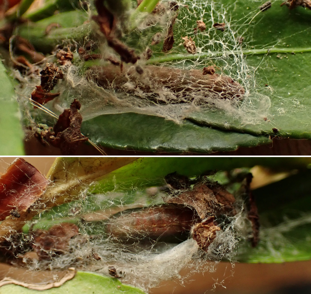 シロズアツバの幼虫と羽化 | センスオブワンダふるイモムシケムシ