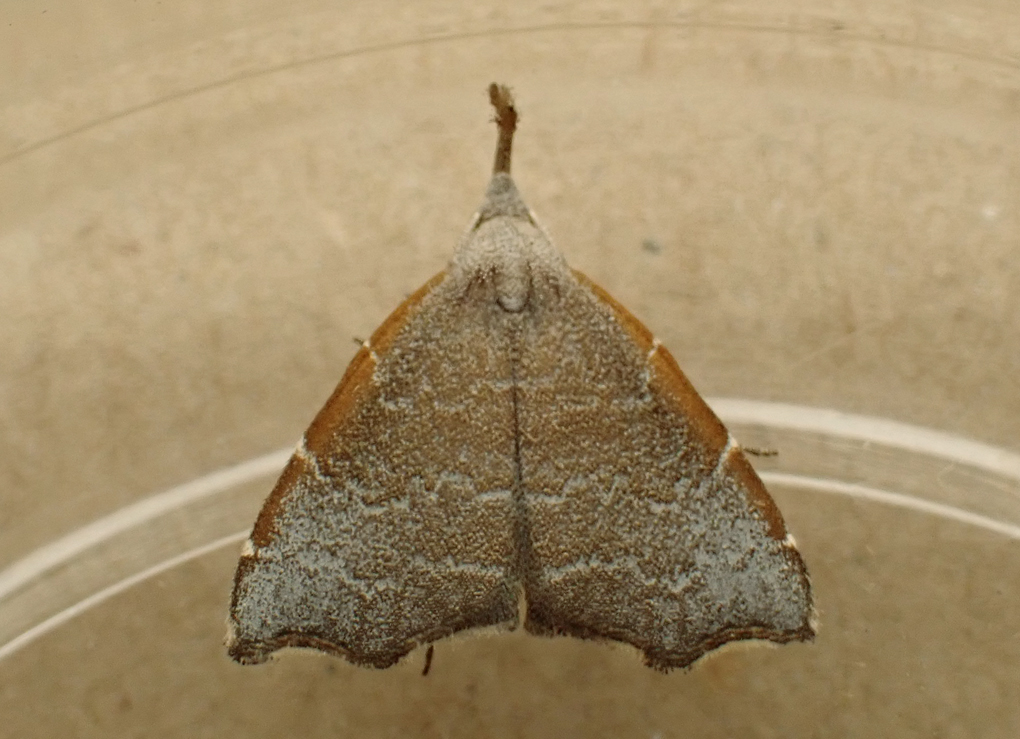 シロズアツバの幼虫と羽化 | センスオブワンダふるイモムシケムシ