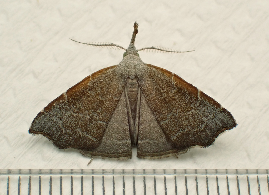 シロズアツバの幼虫と羽化 | センスオブワンダふるイモムシケムシ