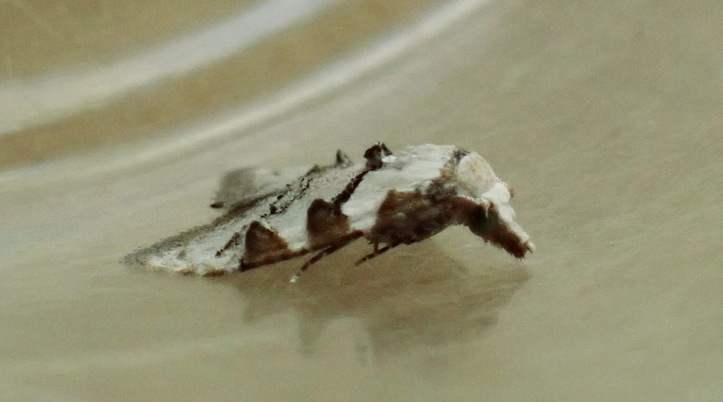 マエモンコブガ：ウメの葉を囓っていた幼虫 | センスオブワンダふるイモムシケムシ