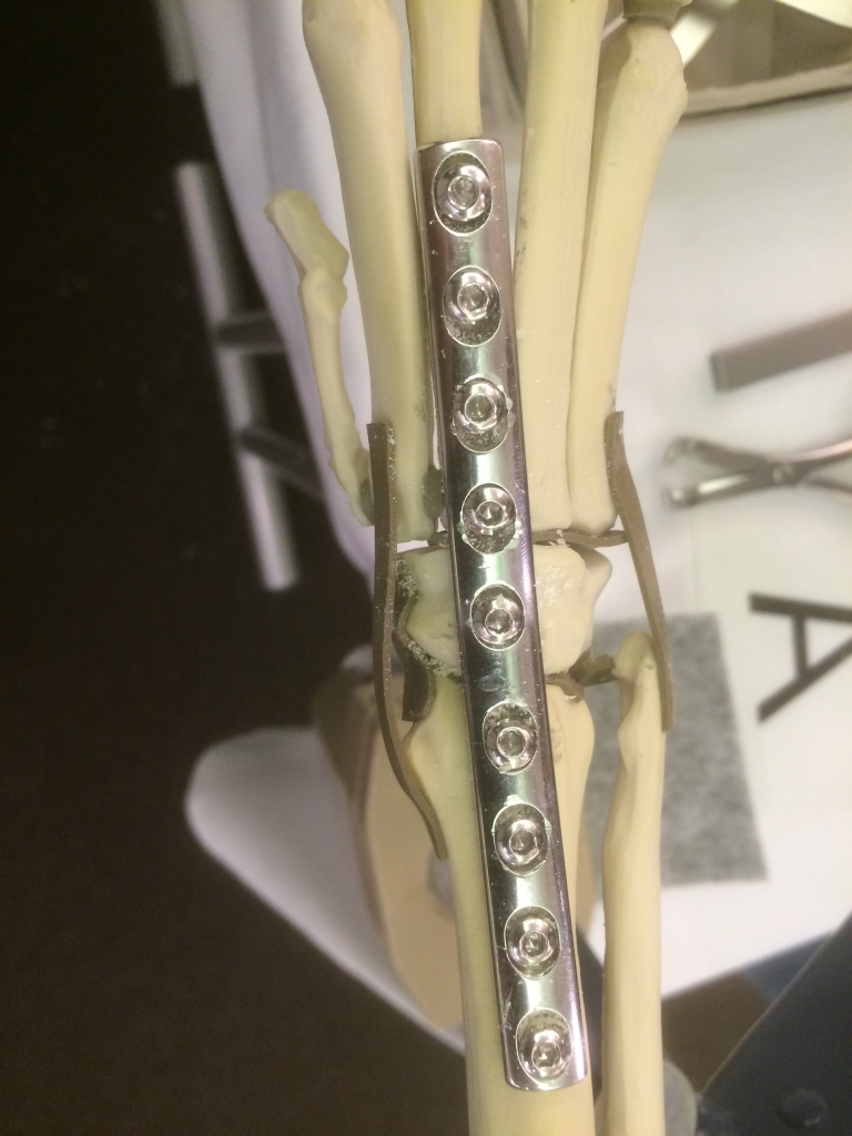 AOVET整形外科実習 | 青山動物病院