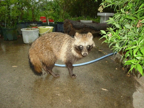 うちの「わんこ」 | ねこ山工房＆海の見える小さなベリー園