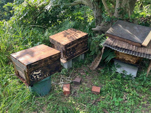 ねこ山工房＆海の見える小さなベリー園