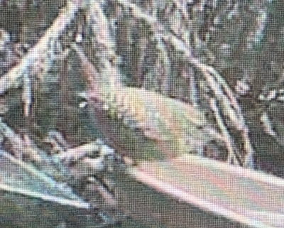 あけましておめでとうございます。 | これのこそ！