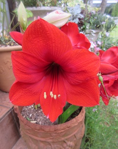 しのはら咲子 無所属・市民派 前亀岡市議会議員