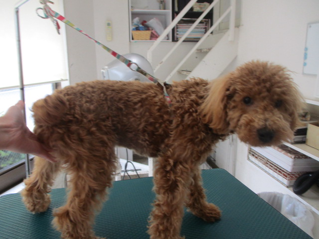 モタちゃん、トリミング（T・プードル） | こくぶんじ動物病院のブログ