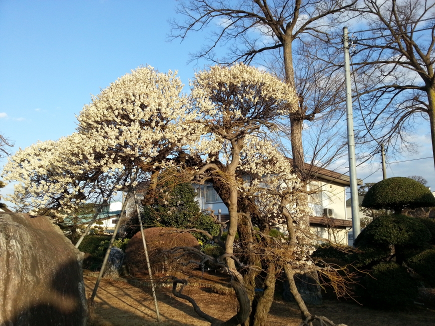 満開に！ | 鈴木英美のブログへようこそ