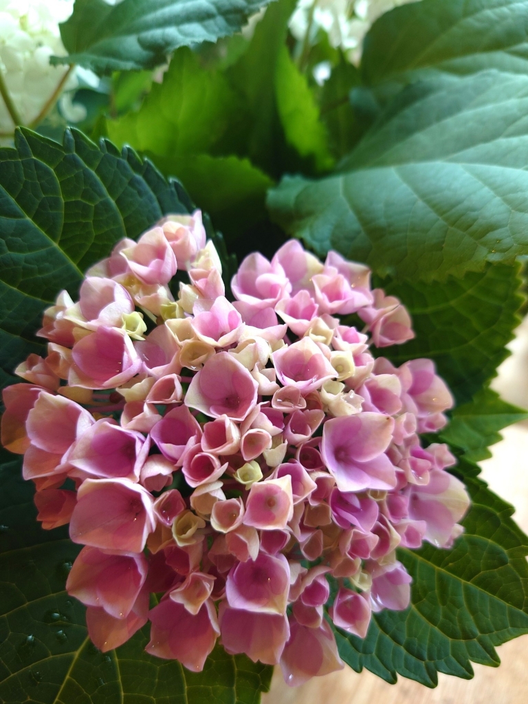 失敗もまた句材なり みづちみわの巻 | 夏井いつきの「いつき組日誌」