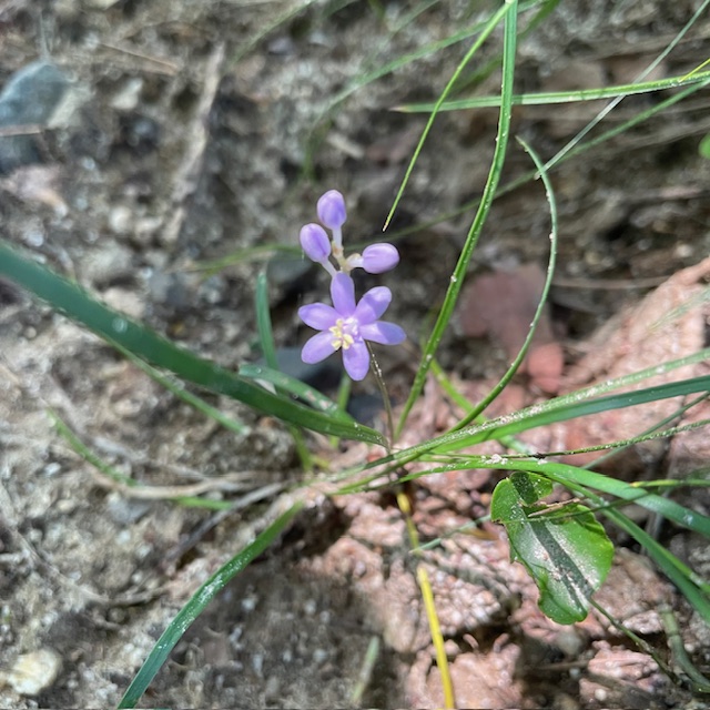 自然紹介「ヤマユリとヒメヤブラン」 | みろくかんの日々ブログ