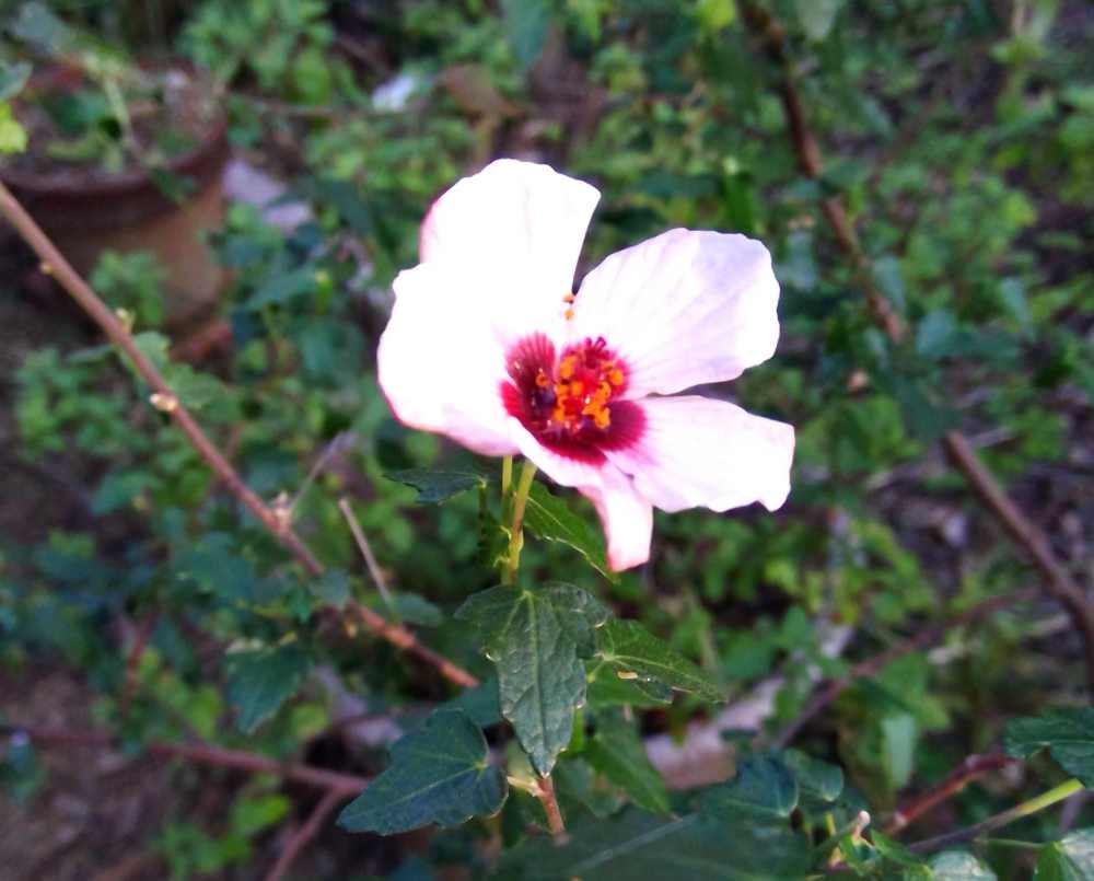 ヨガマット | 日ごと夜ごとふるさと花便り