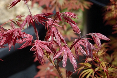 は？花じゃないのに美しい？【In川柳】 | あいあいパーク スタッフ日記