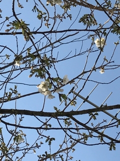 春が来た | La carafa