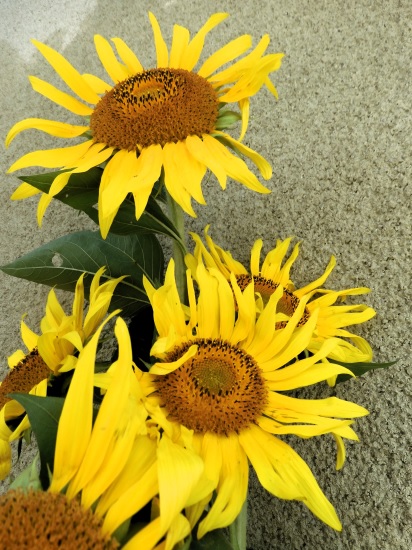 2023 向日葵の贈り物 | Noririの庭