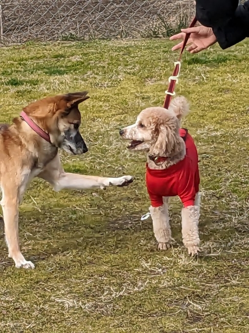 鳥取の愛犬・愛猫の健康フード・おやつ、保護犬猫譲渡情報のことならビンチェーロのお知らせブログへ