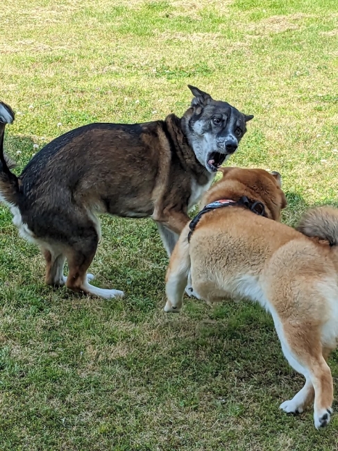 鳥取の愛犬・愛猫の健康フード・おやつ、保護犬猫譲渡情報のことならビンチェーロのお知らせブログへ