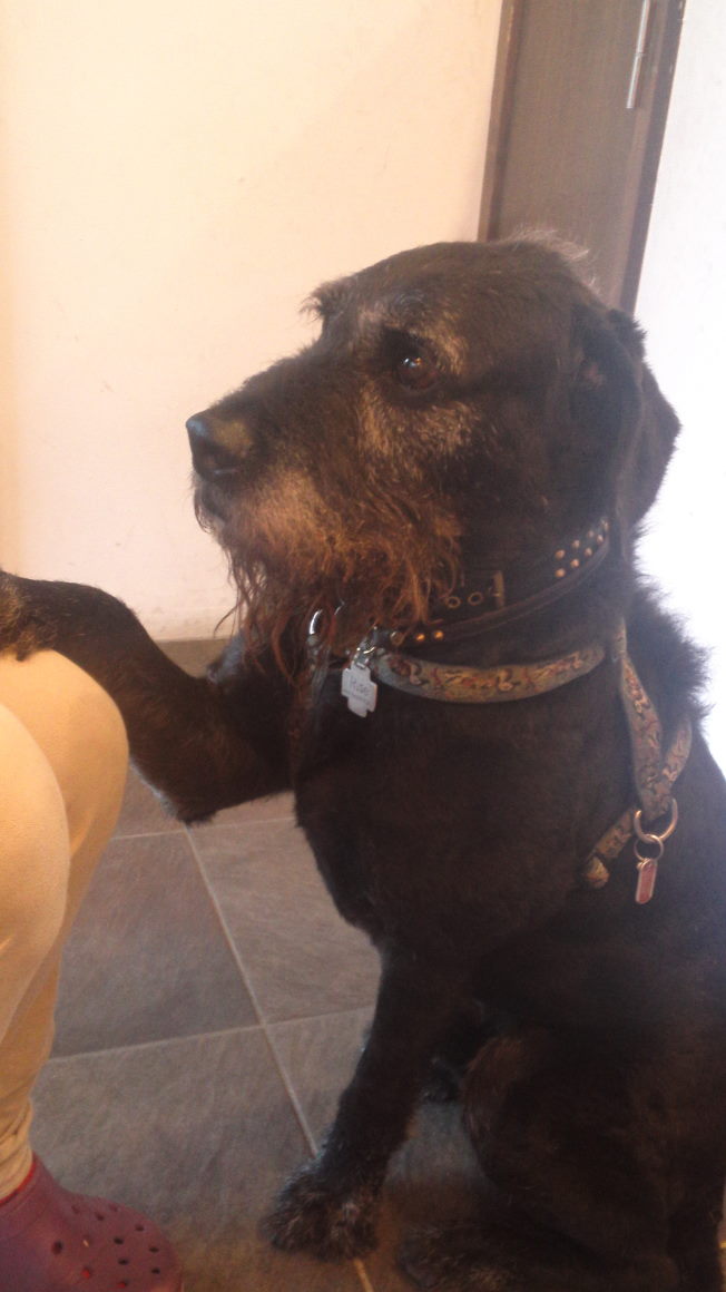 動物病院+Cafe | マカドハウスからJ．J．HOUSEへ