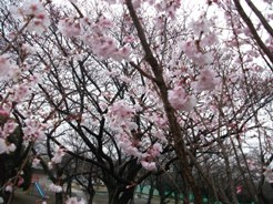 浦安市上告断念～知的障がい児への虐待等被害事件～ | 浦安市議会議員 吉村啓治