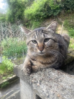 加密列 -kamitsure-